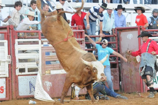 Rank: Bull Riding News: Featured Bull: A67 Reindeer Dippin