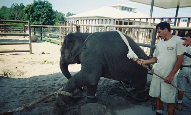 How Circus Elephants are Trained ~ Picture and Photos