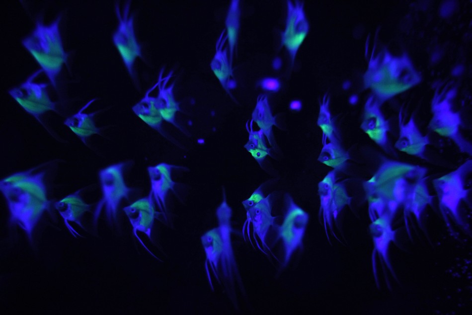 Taiwan Luminous Angelfish