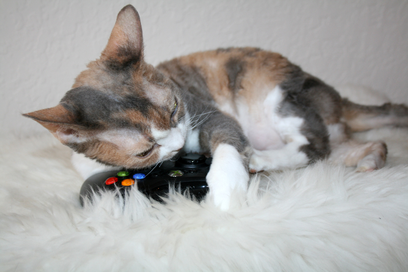 Daisy the Curly Cat: Controller