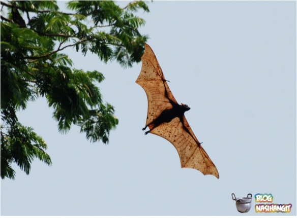 Misi menangkap kelawar sebesar Batman di Aceh | CariGold Forum