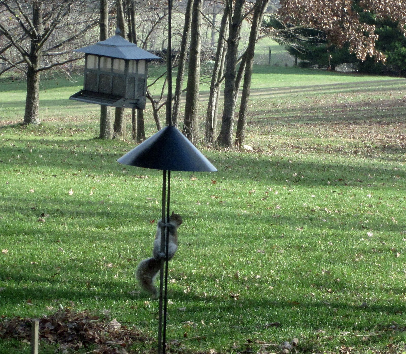 Live and Learn-Toss and Turn: Squirrel update