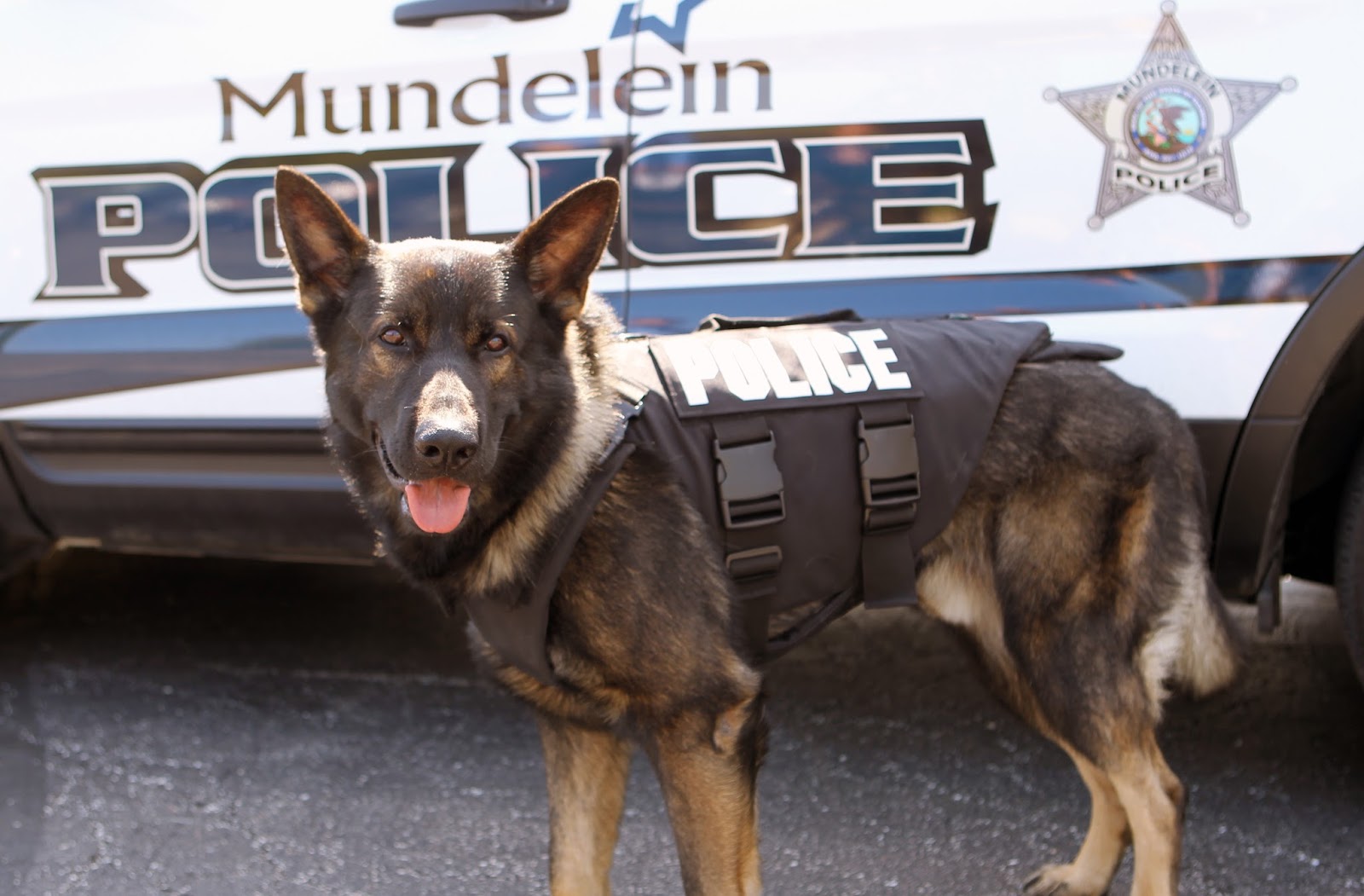 Mark Kodiak Ukena: Mundelein Police K-9 Titan the Dog wears New Armored ...