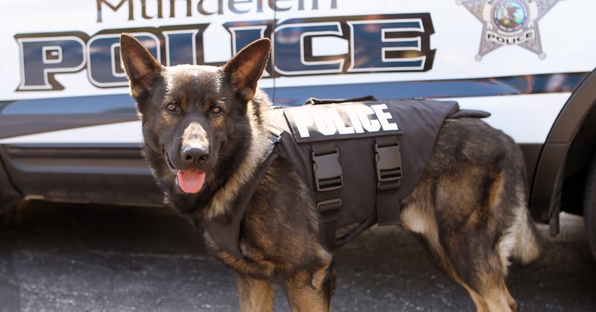 Mark Kodiak Ukena: Mundelein Police K-9 Titan the Dog wears New Armored ...