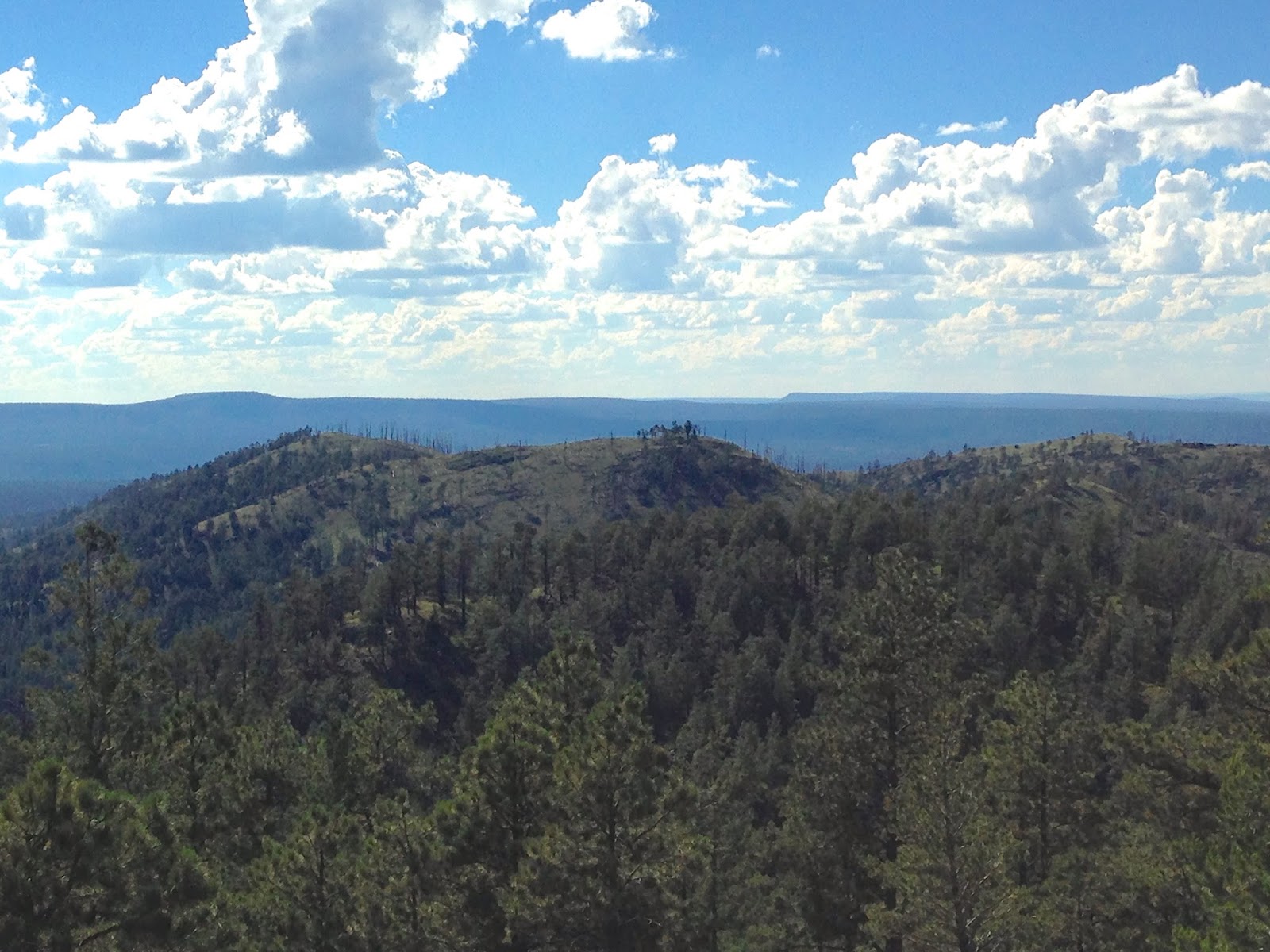 Southern New Mexico Explorer: Mount Sedgwick, Zuni Mountains- Cibola ...