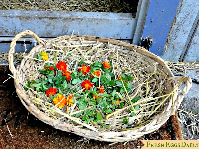 Marigolds for Orange Egg Yolks and Healthy Chickens - Fresh Eggs Daily ...