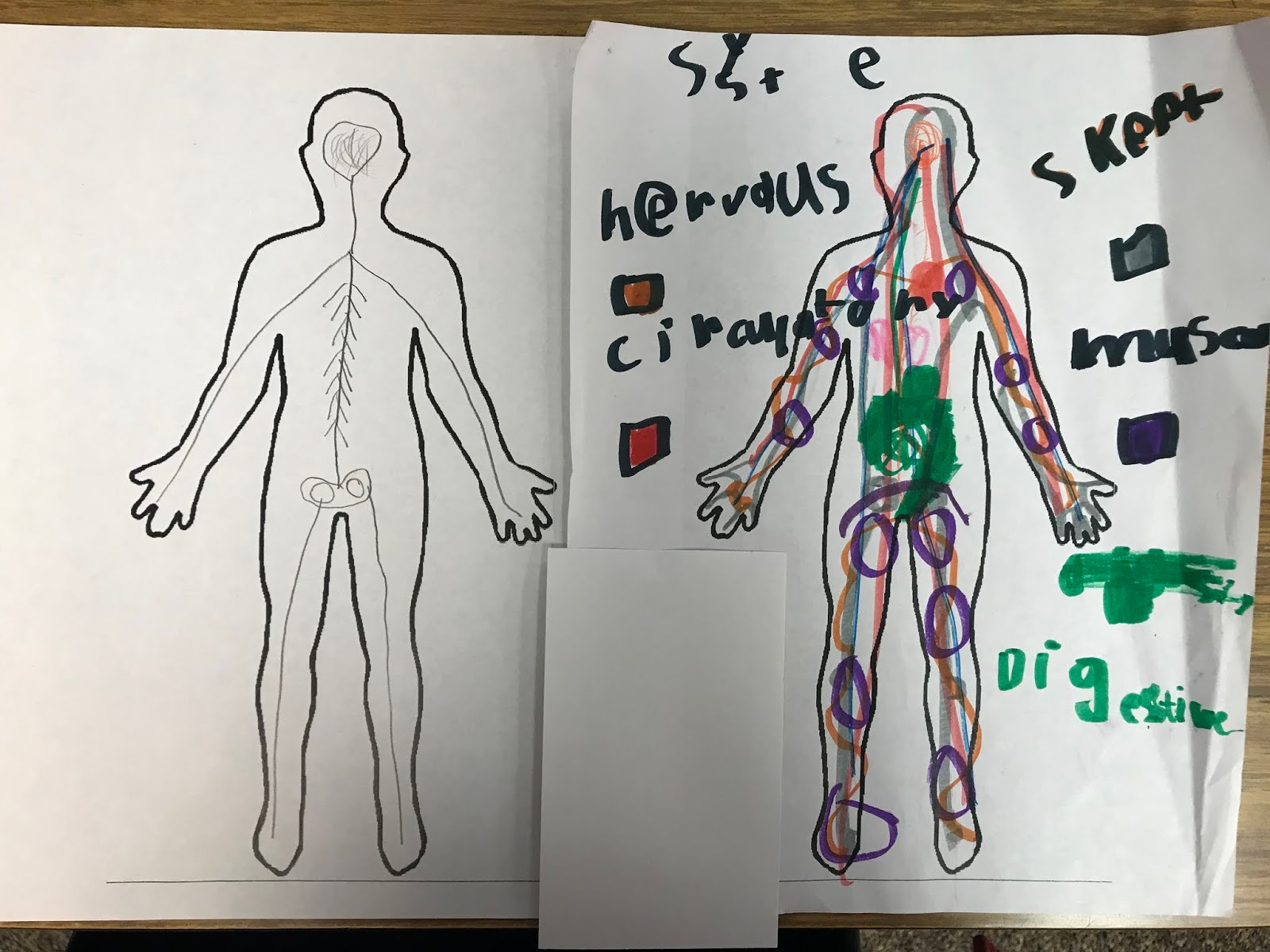 Seabury Navigators: Before and After Diagrams of the Human Body