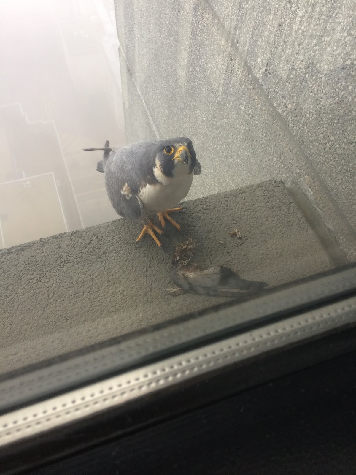 Columbus Peregrine Falcon Update: Columbus Peregrines Located!!!!!