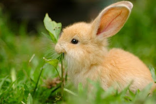 Deskripsi Tentang Hewan: Hewan Kelinci