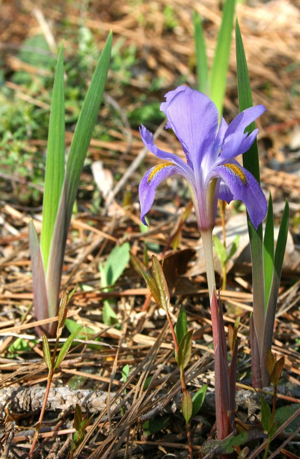 Hoot Owl Karma: Dwarf Wild Iris, Spring is Here!
