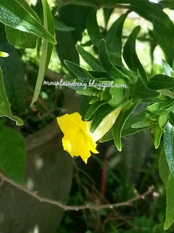 "SUKA SUKA ": Bunga pecah beling aka pecah kaca