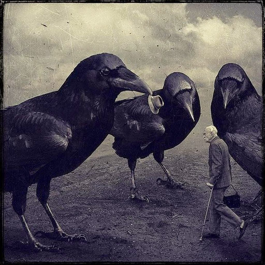 White Wolf : 15 Amazing Surreal Animal Photographs by Sarolta Ban