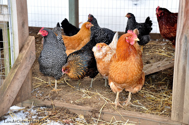 63 Fantastic Chicken Names | Life At Cobble Hill Farm