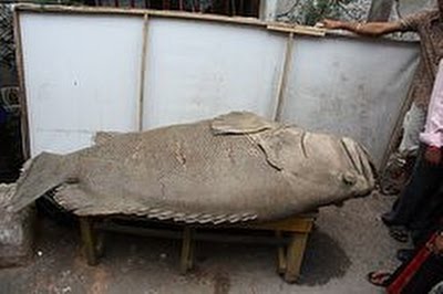 Unbelievable Facts, Unbelievable Pictures, Unbelievable News: Oldest ...