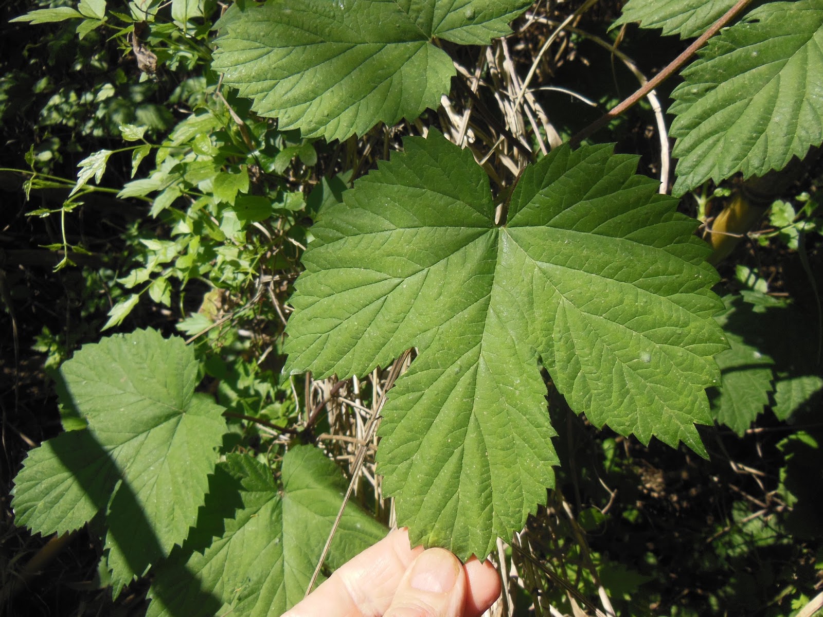 Erbe dei Campi: Bruscandoli, Luppolo, Luvertin, Laurtiss (Famiglia ...