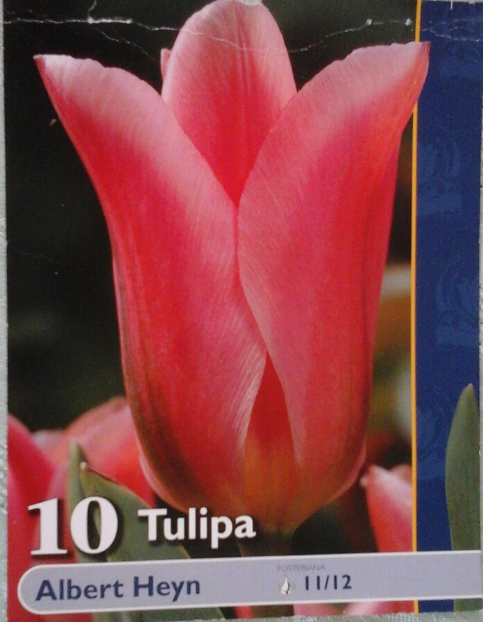 Manni tegemised: Tublid tulbid