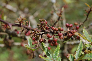 MENGENAL TANAMAN ANDALIMAN KHAS SUMATERA | Tips Petani