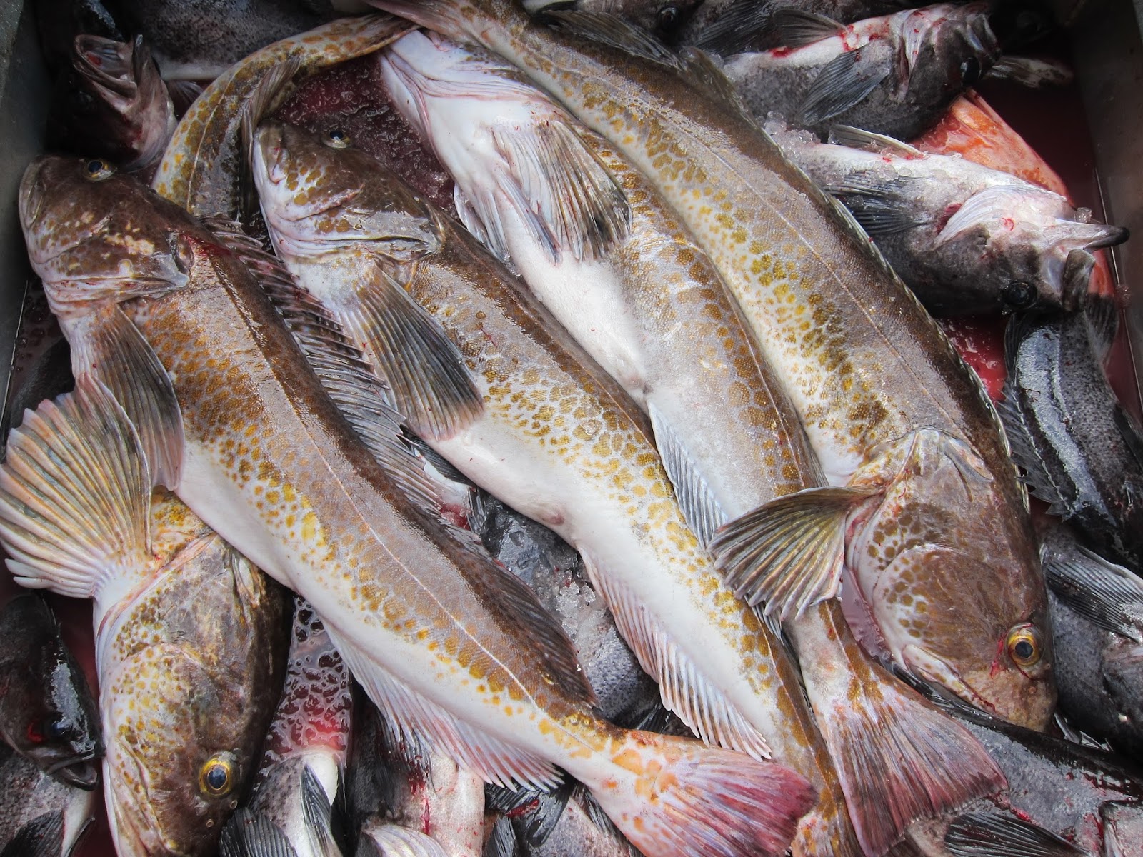 Todds Extreme Fishing: Deep water lingcod and bottom fish