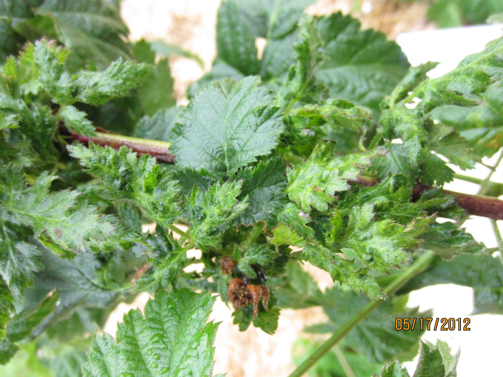 Team Rubus: Blackberry Virus Project part 2