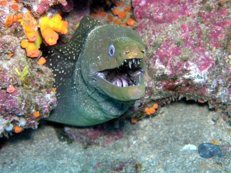 Fishes Images: Barreleye