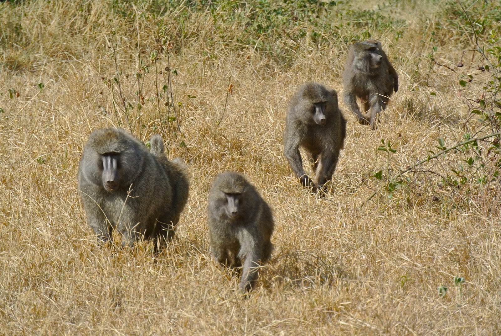 All About Animal Wildlife: Baboon Animal Facts Photos and Images