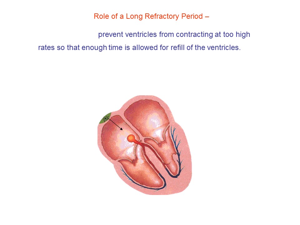 CVT Mohd Farid: Physiology Of The Heart