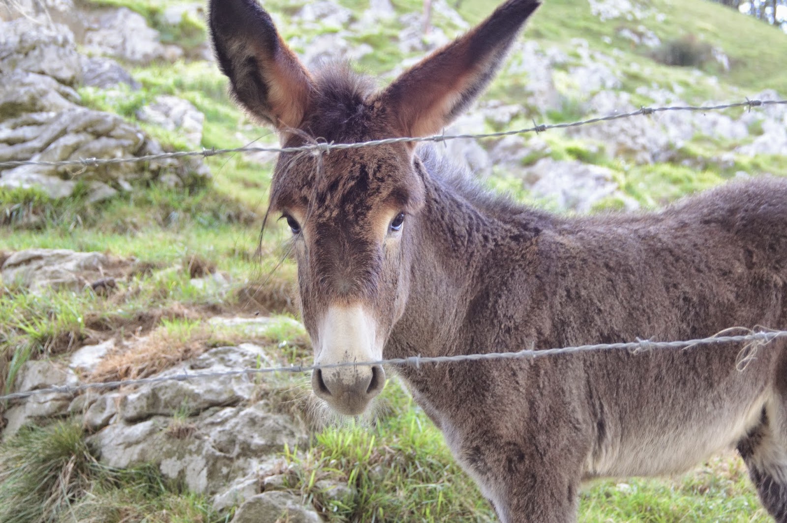 La tortuga de dos cabezas: El burro es el único animal domestico ...