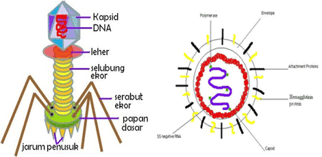 Karakteristik Dan Ciri-ciri Umum Virus | All About Biology