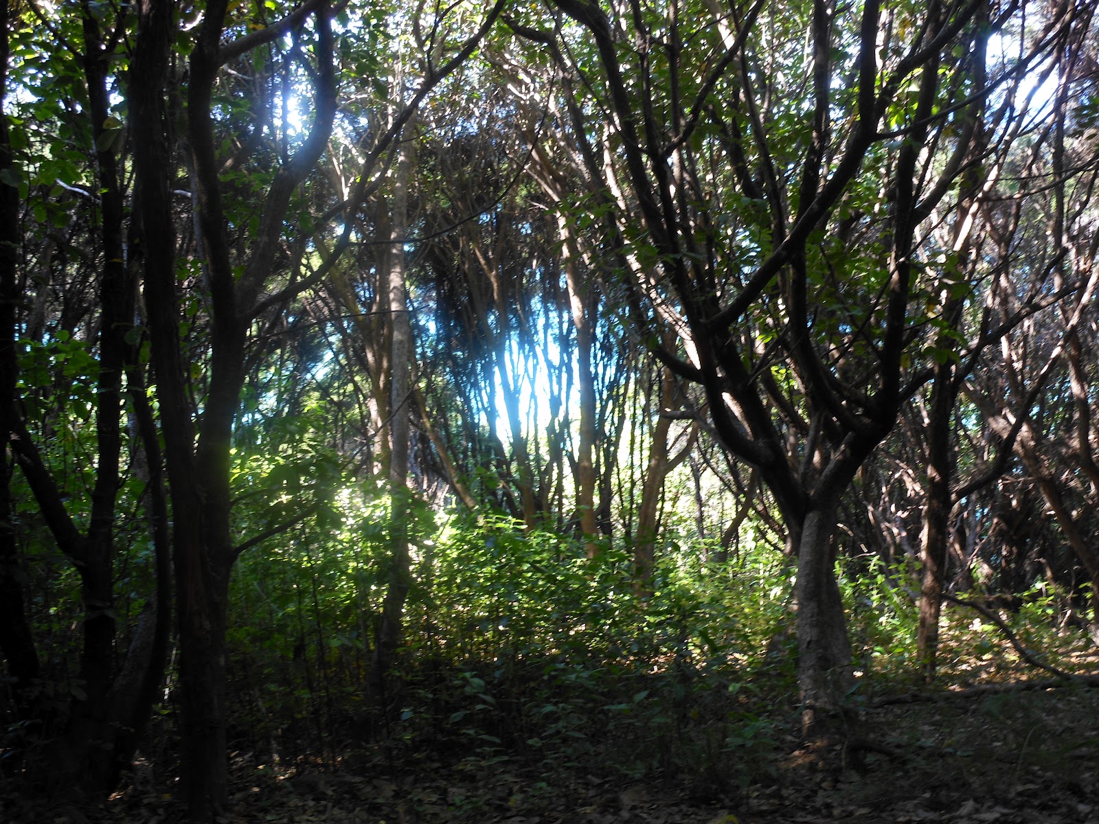 At Home NZ: Rarangi Bay Hike Pictures