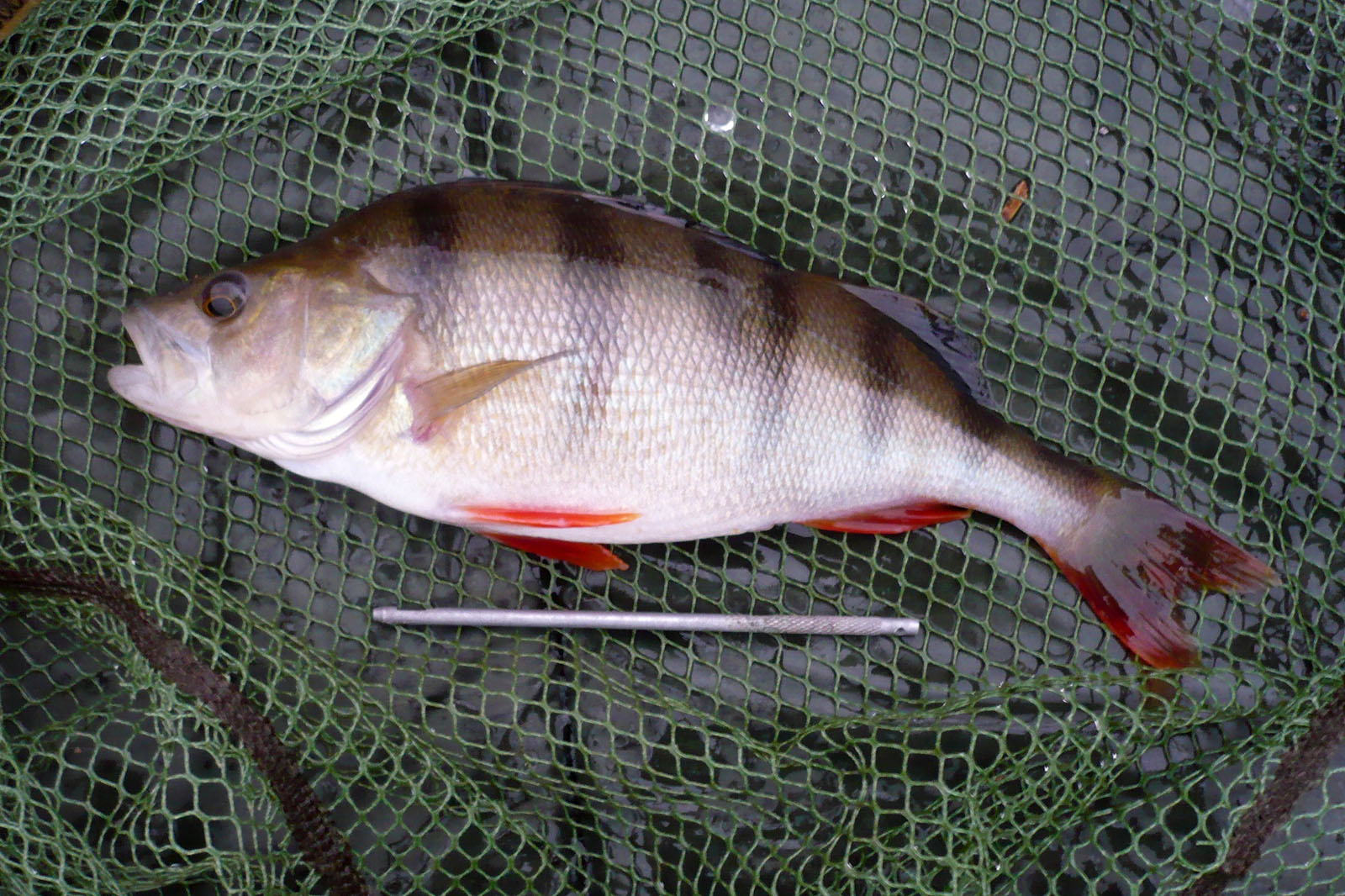 The Broads Fisherman: Another fine pair of perch