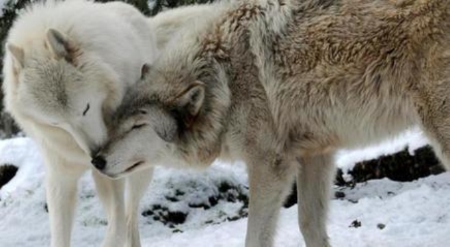 White Wolf : Wolves Cuddling Together For Warmth Will Melt Your Heart