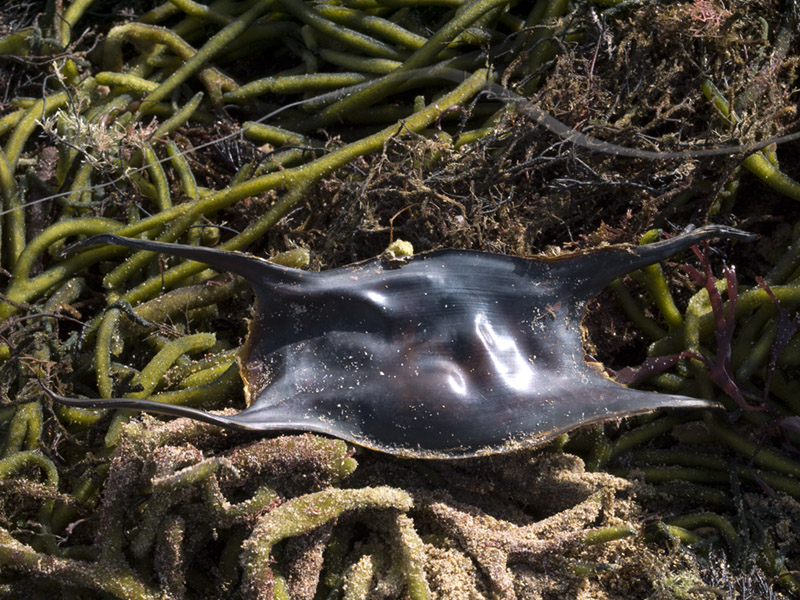 Paseos por la naturaleza: Raja sp.