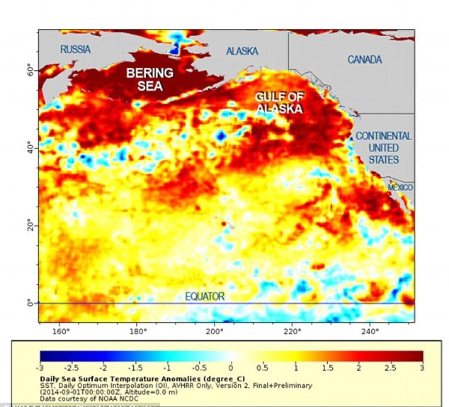 Areas of red indicate the 'blob' of warmer than average water in the ...