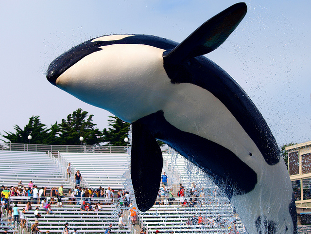 Animals of the world: Orkid killer Whale