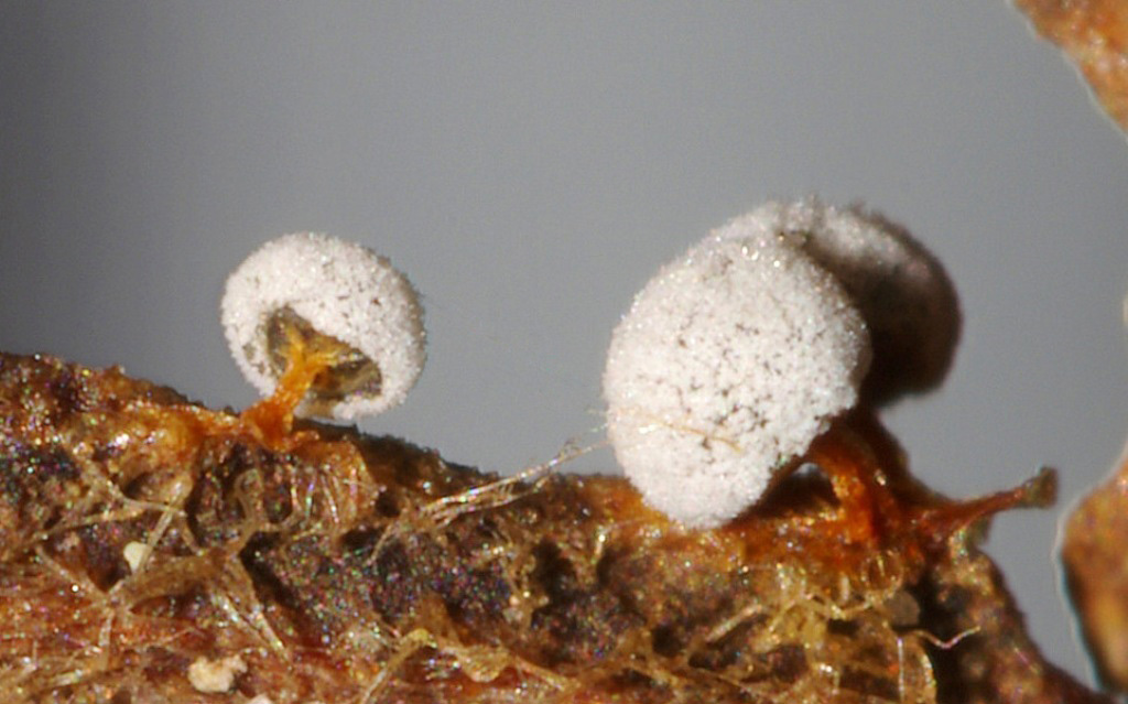 Myxomycetes of Greece: Ιανουαρίου 2017