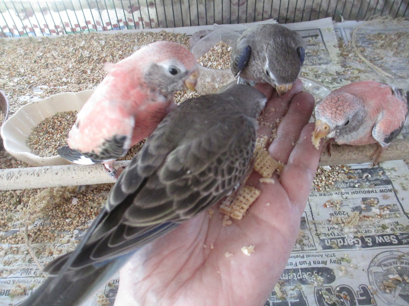 The Splendid Bourke Bird Blog: BOURKE PARAKEETS STAR IN VIDEOS and a ...