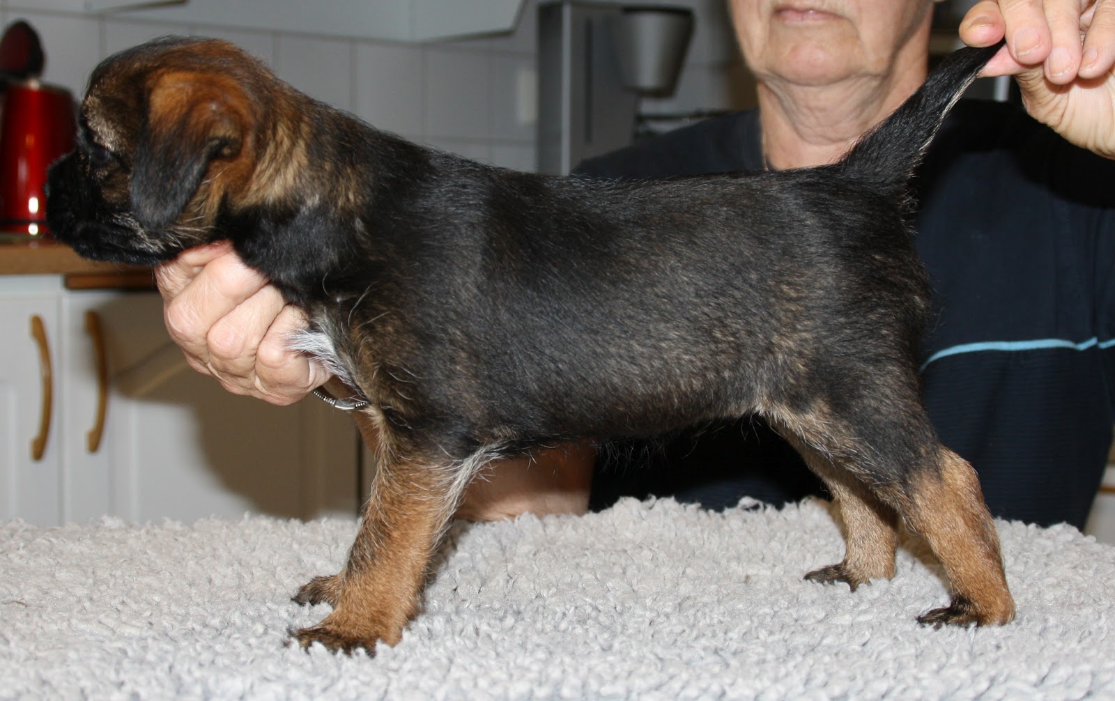 TOJTAS KENNEL: BORDER TERRIER VALPAR 7 VECKOR