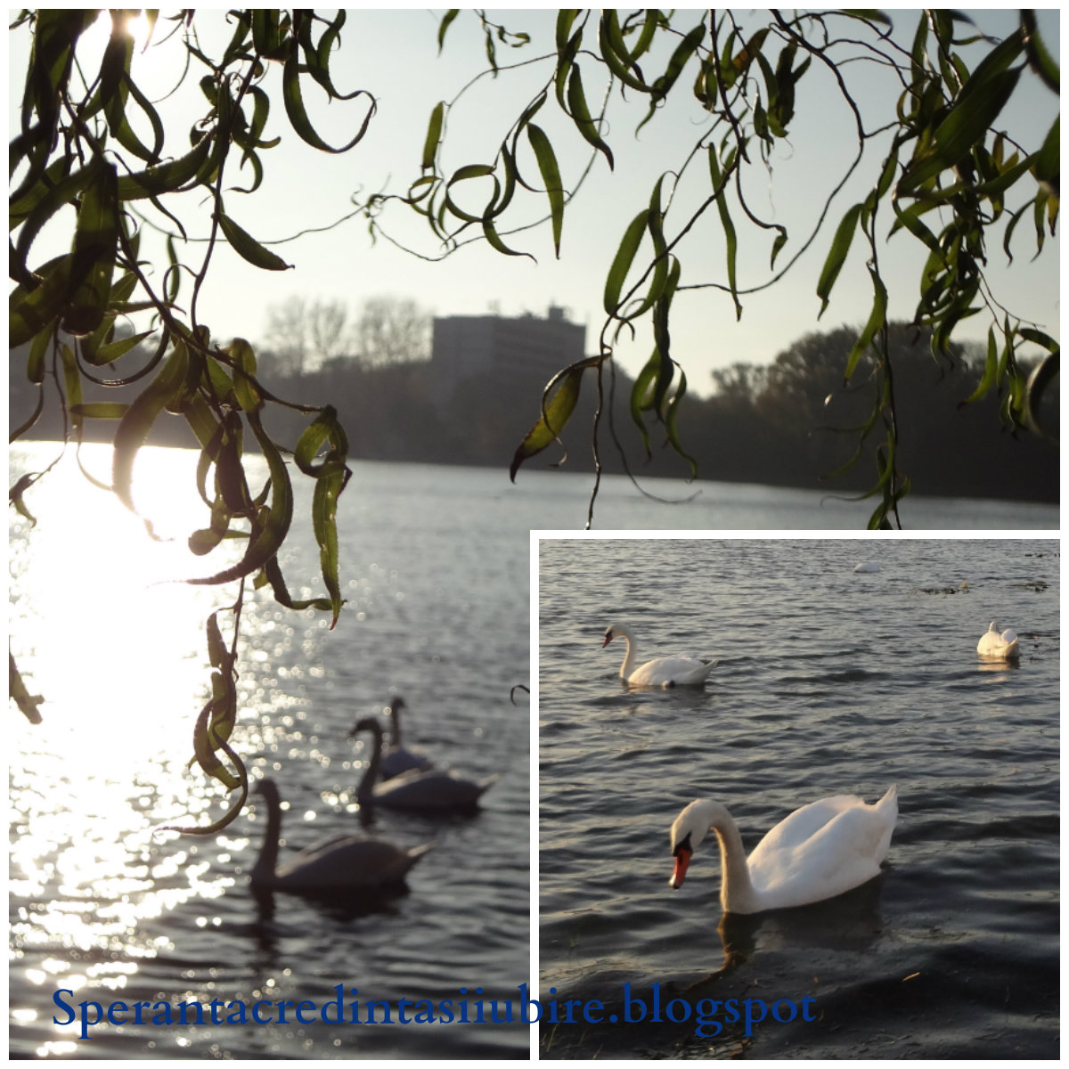 Speranta, credinta si iubire: Somnoroase pasarele