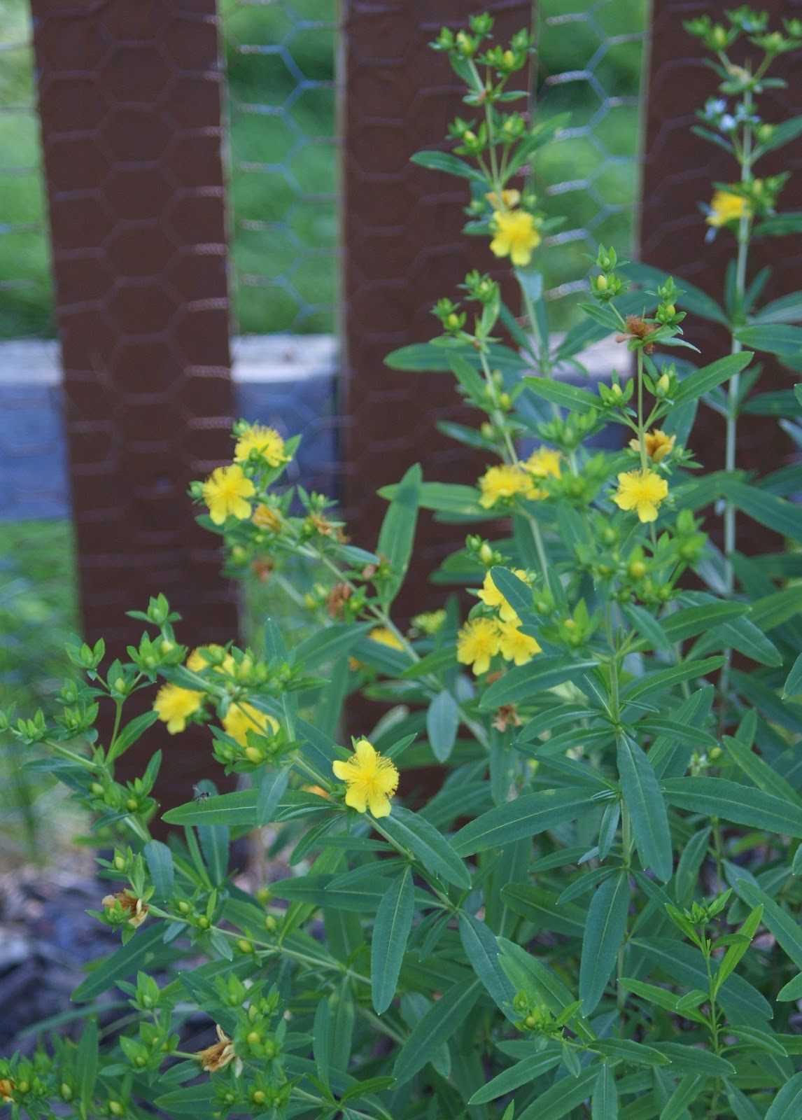 Visit My Garden: July Blooms