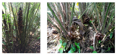 SamLusuh_LORAS@Lusuh_Adventure: Sumber Makanan Dari Buah-Buahan Dan ...