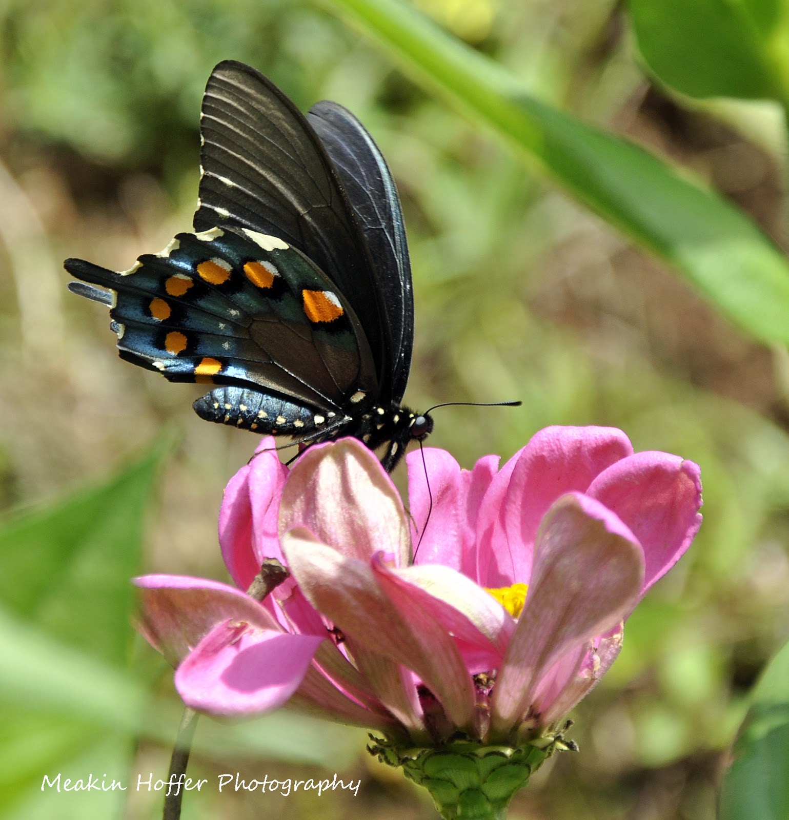 My Carolina Kitchen: Monday with Meakin – a Butterfly & a Bee