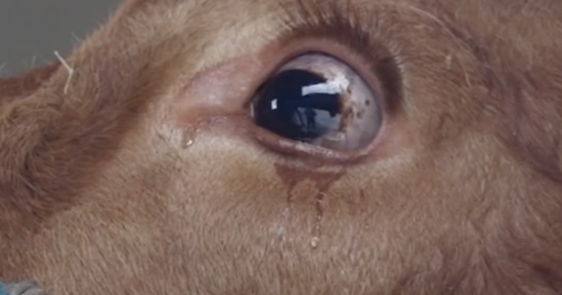 Poor Cow Screamed Believing She Was Going To A Slaughterhouse But ...