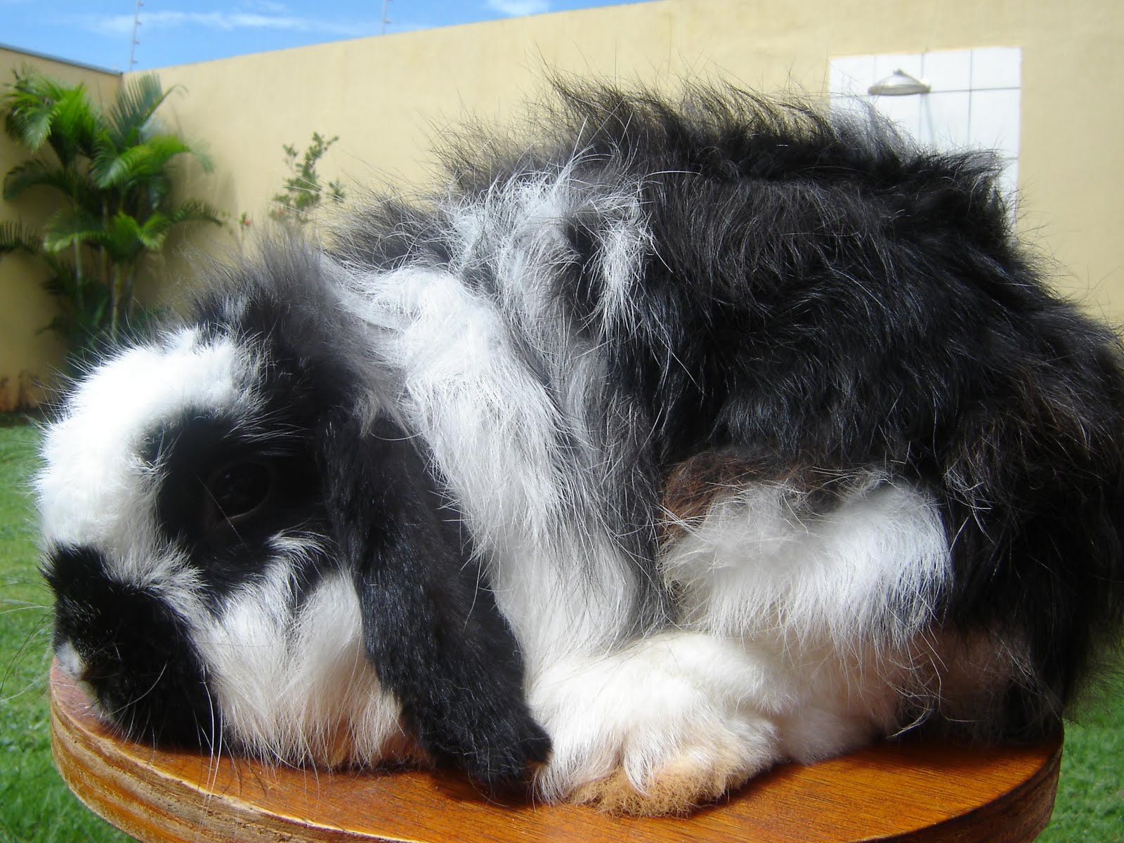 CIA DO BICHO - Pet Shop | Banho e Tosa: FILHOTES DE MINI-COELHO FUZZY ...