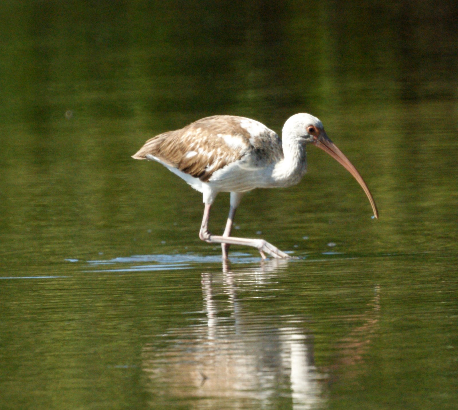 Ibis