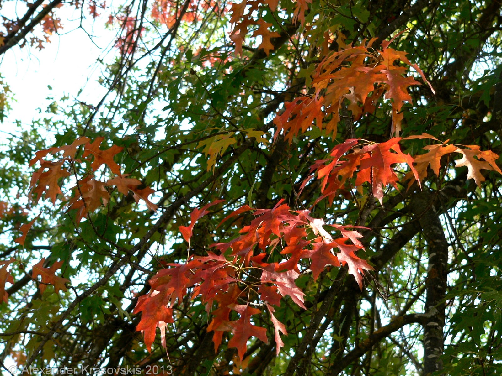 Aggregata Plants & Gardens: Visit to the Castlemaine botanical gardens.