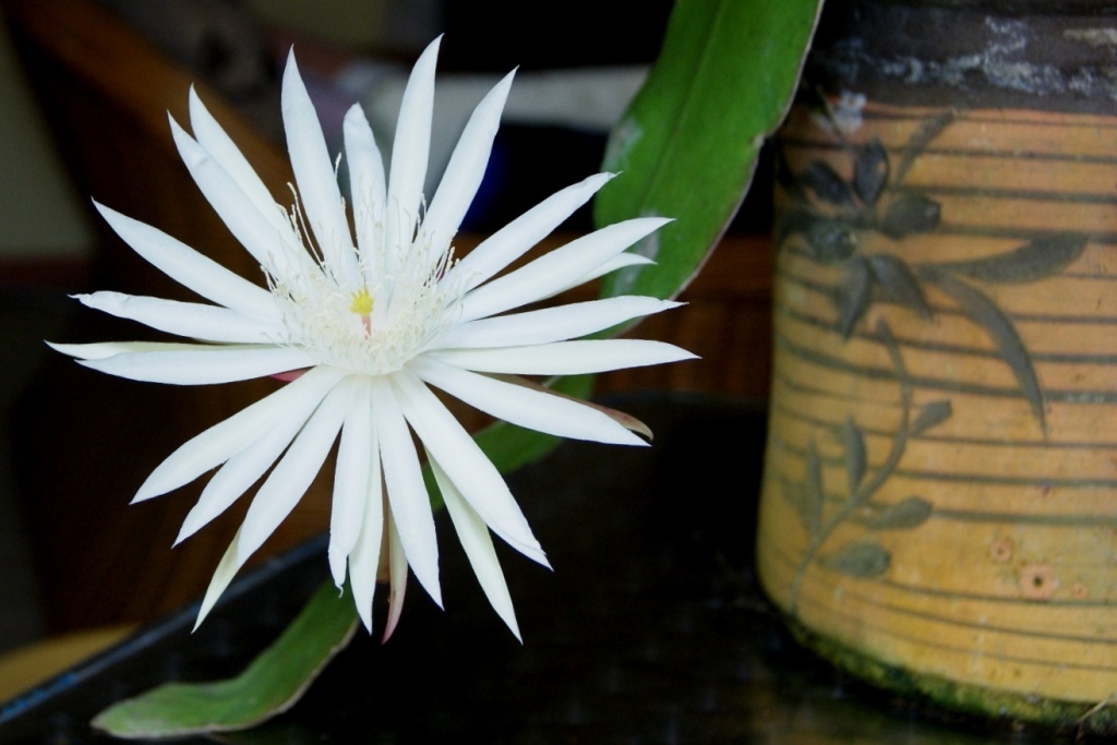 another bunga bakawali - Design Kebun