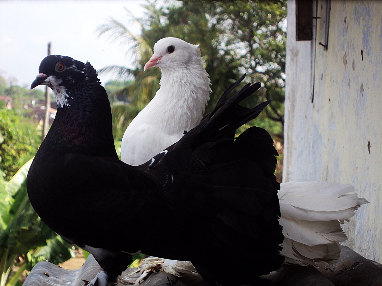 toko bagong farm: Merpati Kipas/ Merpati Persi/ Indian Fantail Pegion