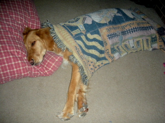 A Dogs Life, the real story