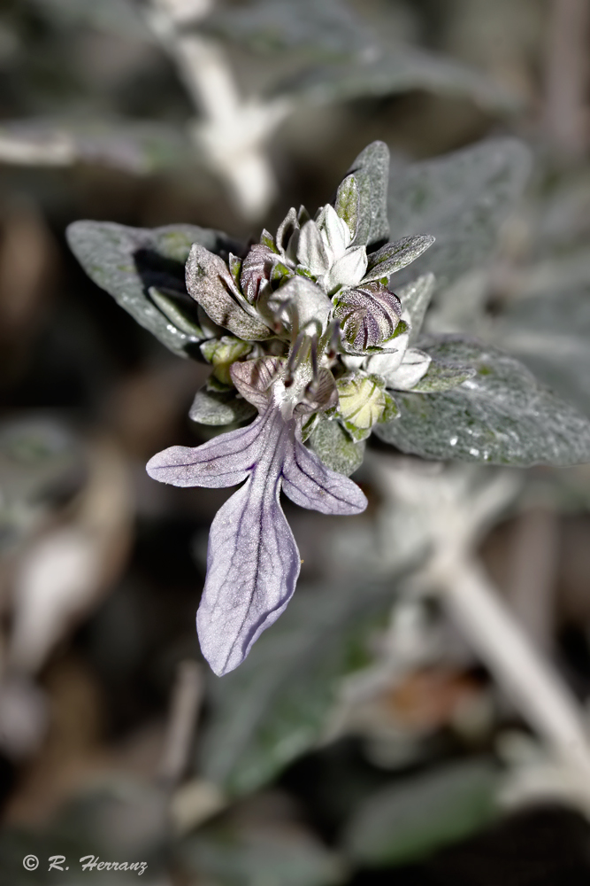 fotosricardo-h: LAMIÁCEAS o LABIADAS - Lamiaceae