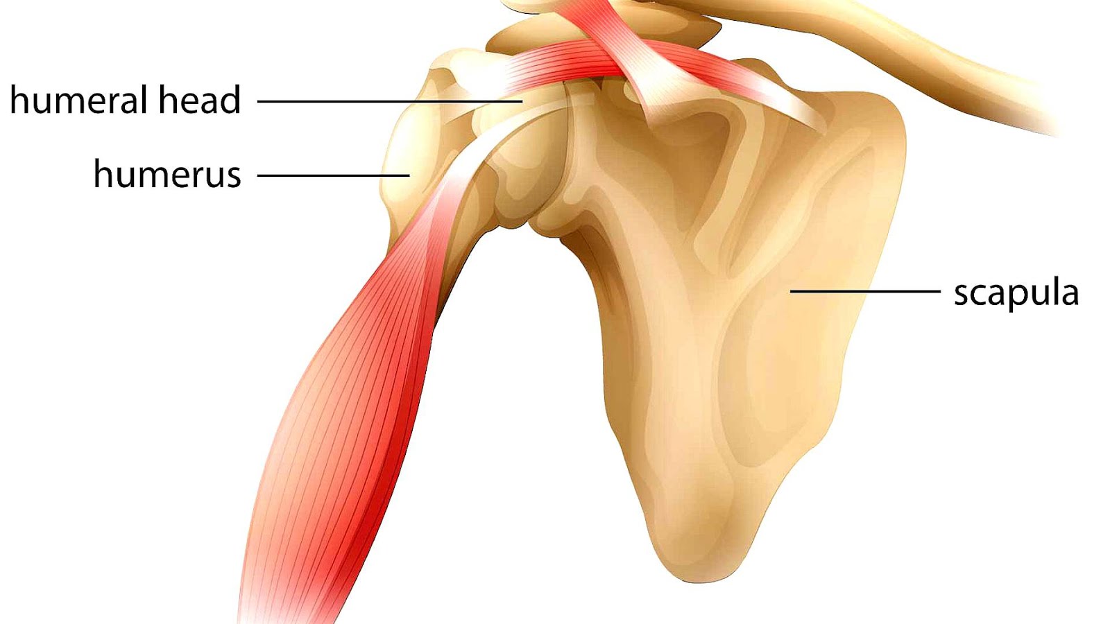 Shoulder Arthroscopy Subacromial Decompression - Compre Choices